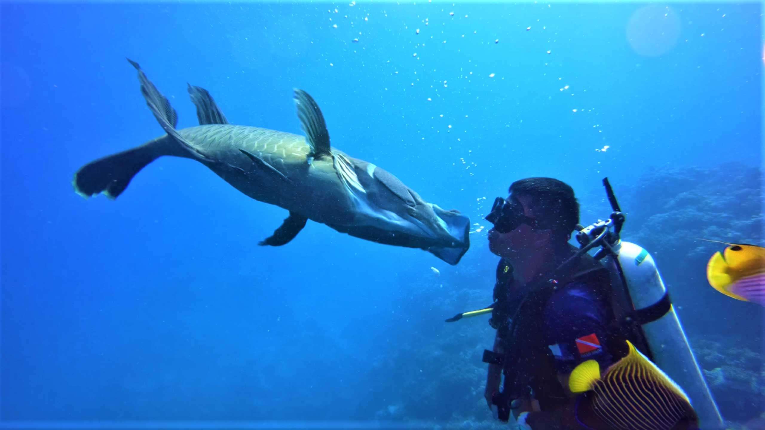 Best of Cook Islands Diving 9D8N – Cook Islands Diving – Cook Islands ...