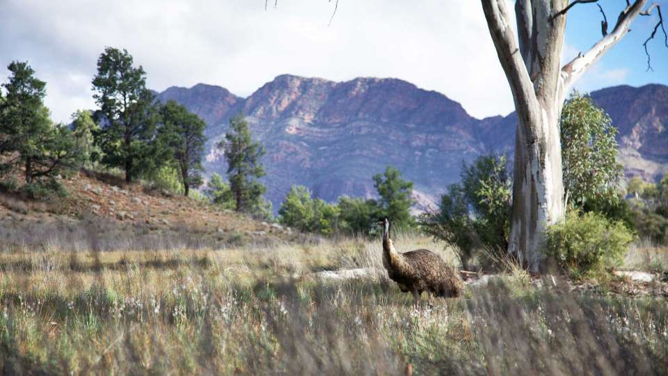 Luxury Flinders Ranges & Outback Travel - Flinders Ranges & Outback ...